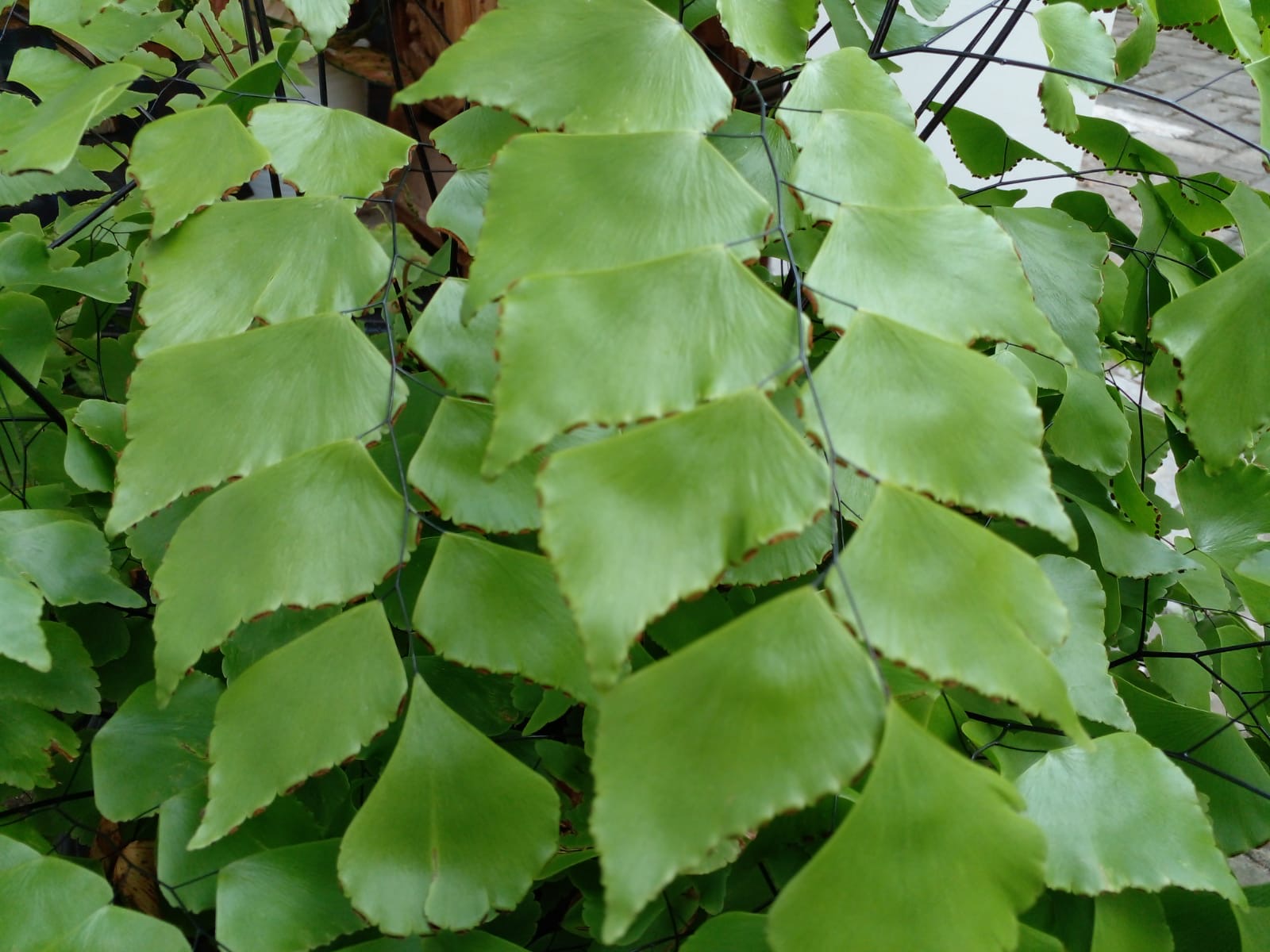 Fakta Unik Tanaman Suplir, Tidak Hanya Untuk Kesehatan | SiberZone ...